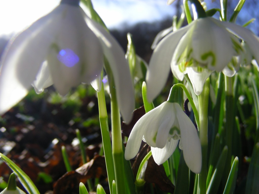 Mara Freeman's Blog — Western Esoteric Wisdom & Celtic Magical Traditions